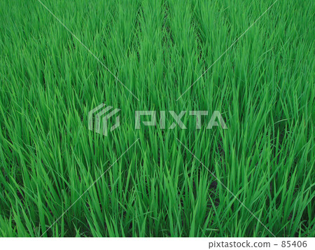 Blue field - Stock Photo [85406] - PIXTA