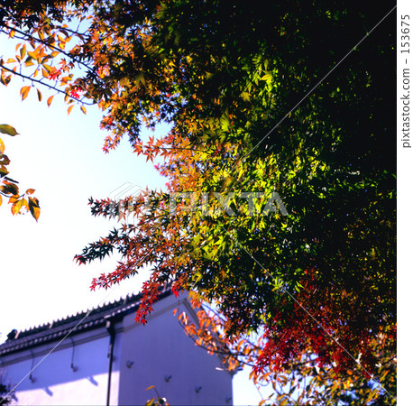 Autumn leaves and warehouse - Stock Photo [153675] - PIXTA