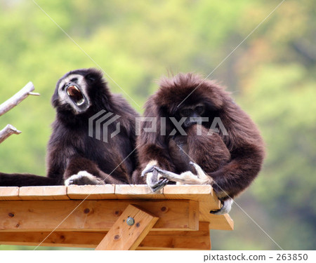 Shout out the gibbon husband - Stock Photo [263850] - PIXTA