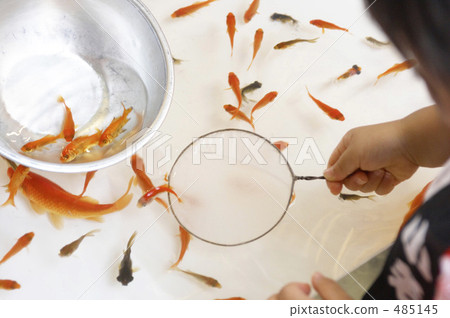 Stalls, goldfish scooping - Stock Photo [485145] - PIXTA