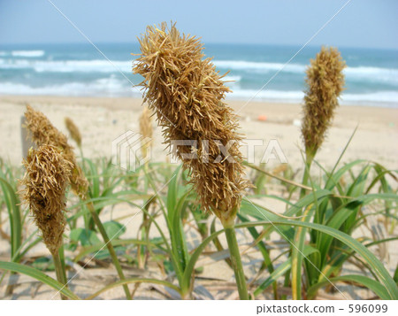 Tottori's Koubotomugi - Stock Photo [596099] - PIXTA