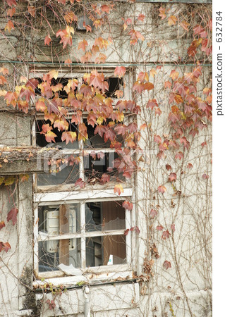 ivy, red leafe, window - Stock Photo [632784] - PIXTA