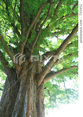 dawn redwood, japanese cedar, tree - Stock Photo [735952] - PIXTA