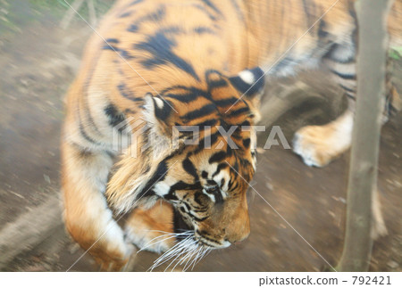 Tora-Tora Tiger - Stock Illustration [792421] - PIXTA