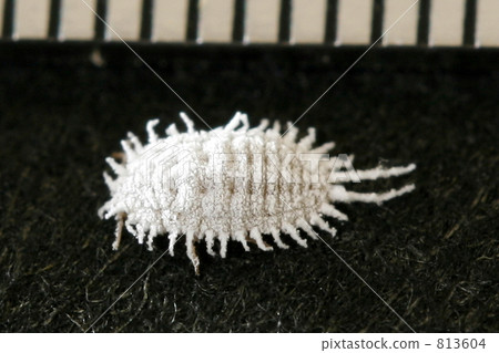 Mulberry beetle (pests of grapes: Pseudococcus... - Stock Photo [813604] - PIXTA