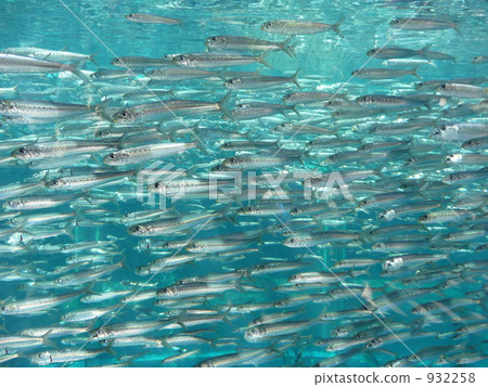 sardine, japanese pilchard, saltwater fish - Stock Photo [932258] - PIXTA