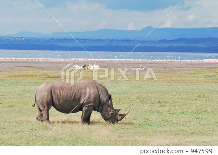 napa cabbage, animal, animals - Stock Photo [947599] - PIXTA