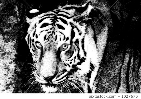 Tora Drawing Tone Black and White - Stock Illustration [1027676] - PIXTA