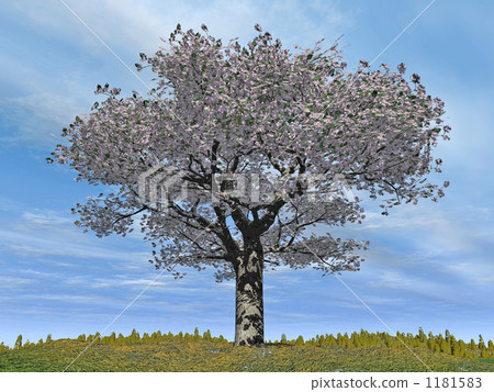 One big cherry tree - Stock Illustration [1181583] - PIXTA