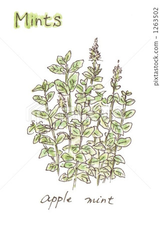 Herb love mint (apple mint) - Stock Illustration [1263502] - PIXTA