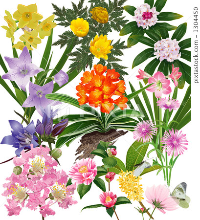 Hana flower - Stock Illustration [1304450] - PIXTA