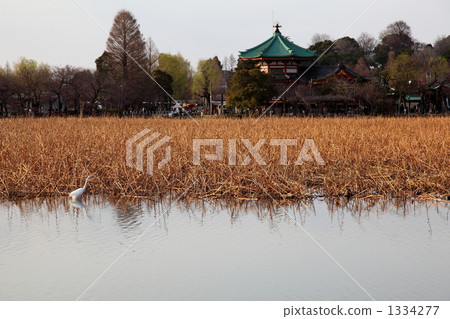 Spring's Shinobazu Pond (Tokyo · Ueno Park) - Stock Photo [1334277] - PIXTA