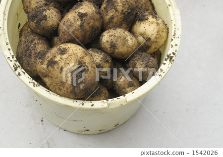 soiled, freshly harvested, potatoes - Stock Photo [1542026] - PIXTA