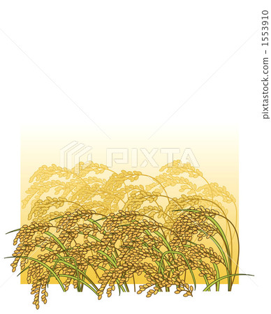 Autumn rice ear - Stock Illustration [1553910] - PIXTA
