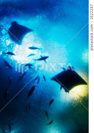 Fish Shadow 01 - Stock Photo [1622287] - PIXTA