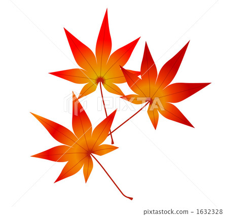 Red maple - Stock Illustration [1632328] - PIXTA