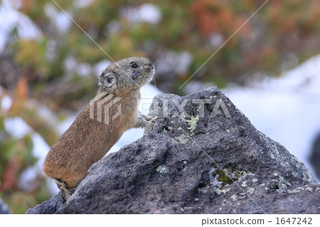 Pika in a rock with snow remaining - Stock Photo [1647242] - PIXTA