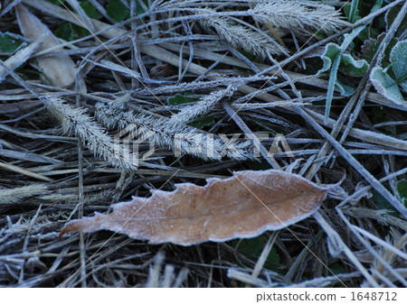 green foxtail, dead leaves, frost - Stock Illustration [1648712] - PIXTA