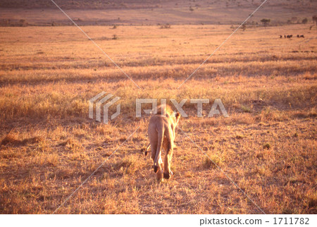 safari, back, masai mara - Stock Photo [1711782] - PIXTA