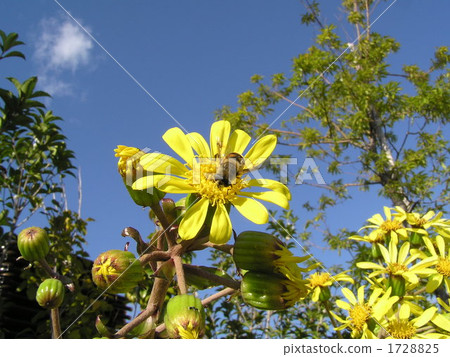 Bee Hatch - Stock Photo [1728825] - PIXTA