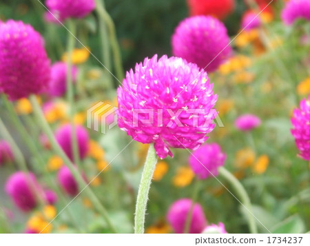 A purple round flower that blooms in the summer... - Stock Photo ...