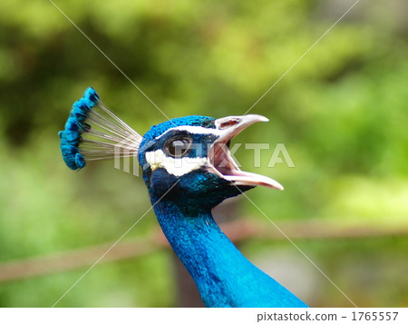 Peacock cry - Stock Photo [1765557] - PIXTA