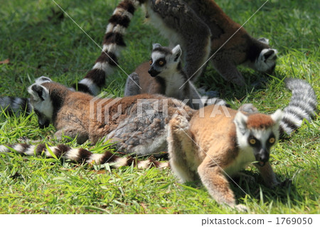 cercopithecidae, black-and-white pattern,... - Stock Photo [1769050 ...