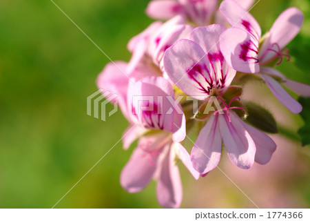 Lemon geranium flowers - Stock Photo [1774366] - PIXTA