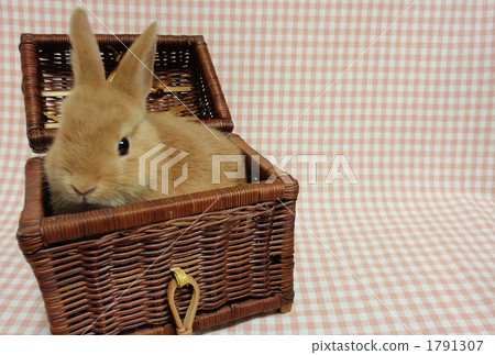 Usagi 6 - Stock Illustration [1791307] - PIXTA