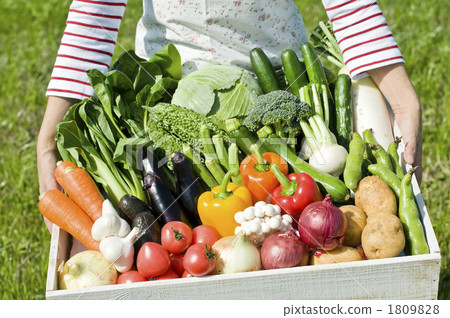 vegetables, vegetable, foodstuff - Stock Photo [1809828] - PIXTA