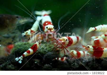 Red Bee Shrimp
