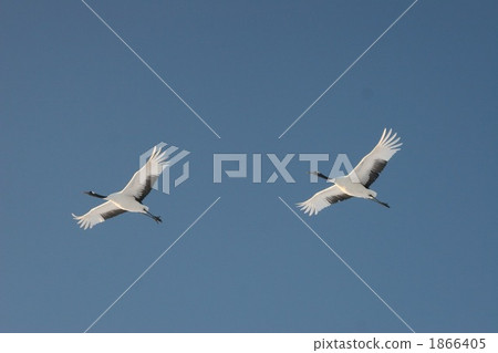 flying - Stock Photo [1866405] - PIXTA