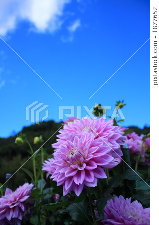 Purple Dahlias and the blue sky - Stock Photo [1877652] - PIXTA