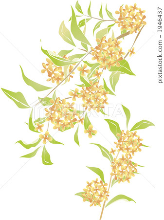 osmanthus - Stock Illustration [1946437] - PIXTA