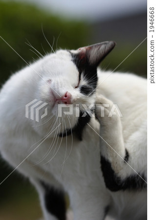 A cat scratching his head - Stock Photo [1946668] - PIXTA