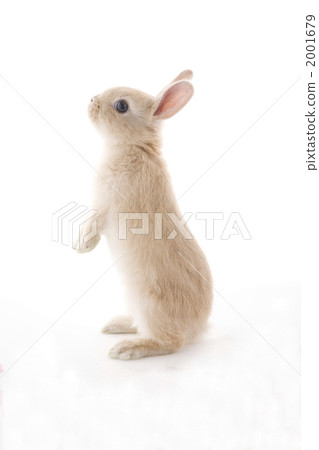 Rabbit Profile Standing