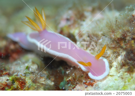 Lavender turtle - Stock Photo [2075003] - PIXTA