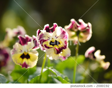 viola - Stock Photo [2080192] - PIXTA