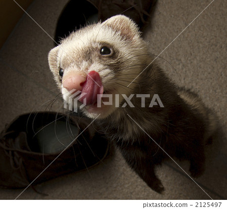 Sable Ferrets