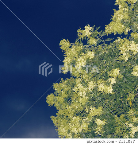 Morrisima Acacia - Stock Photo [2131057] - PIXTA