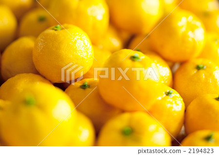 yuzu (small citrus fruit), citron, japanese citron - Stock Photo ...