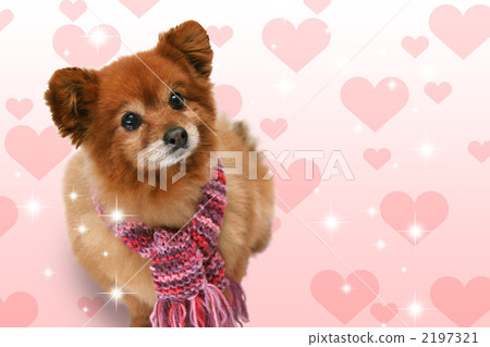 Small dog / pink muffler - Stock Photo [2197321] - PIXTA