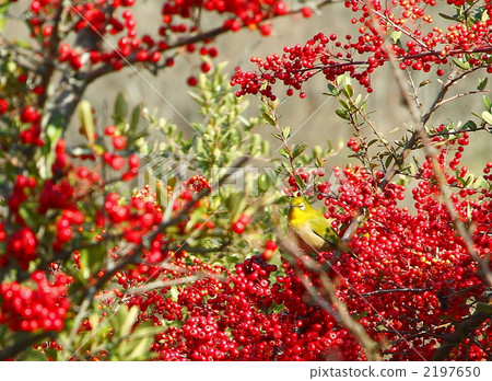 red berry, white-eye, white eye - Stock Photo [2197650] - PIXTA