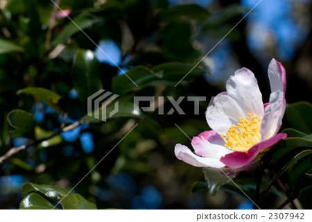 Sasanqua flowers - Stock Photo [2307942] - PIXTA