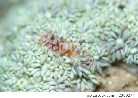 Shark's elephant shrimp - Stock Photo [2309274] - PIXTA