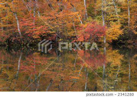 Autumn leaves in Kamoi - Stock Photo [2341280] - PIXTA