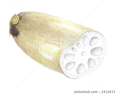 Lotus root - Stock Illustration [2412615] - PIXTA