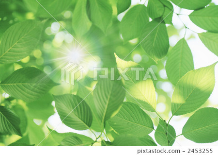 Fresh green and light - Stock Photo [2453255] - PIXTA