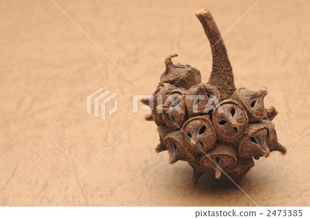 Spider gum - Stock Photo [2473385] - PIXTA