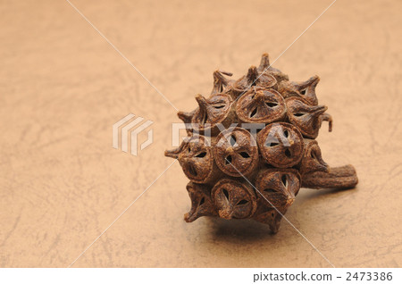 Spider gum - Stock Photo [2473386] - PIXTA